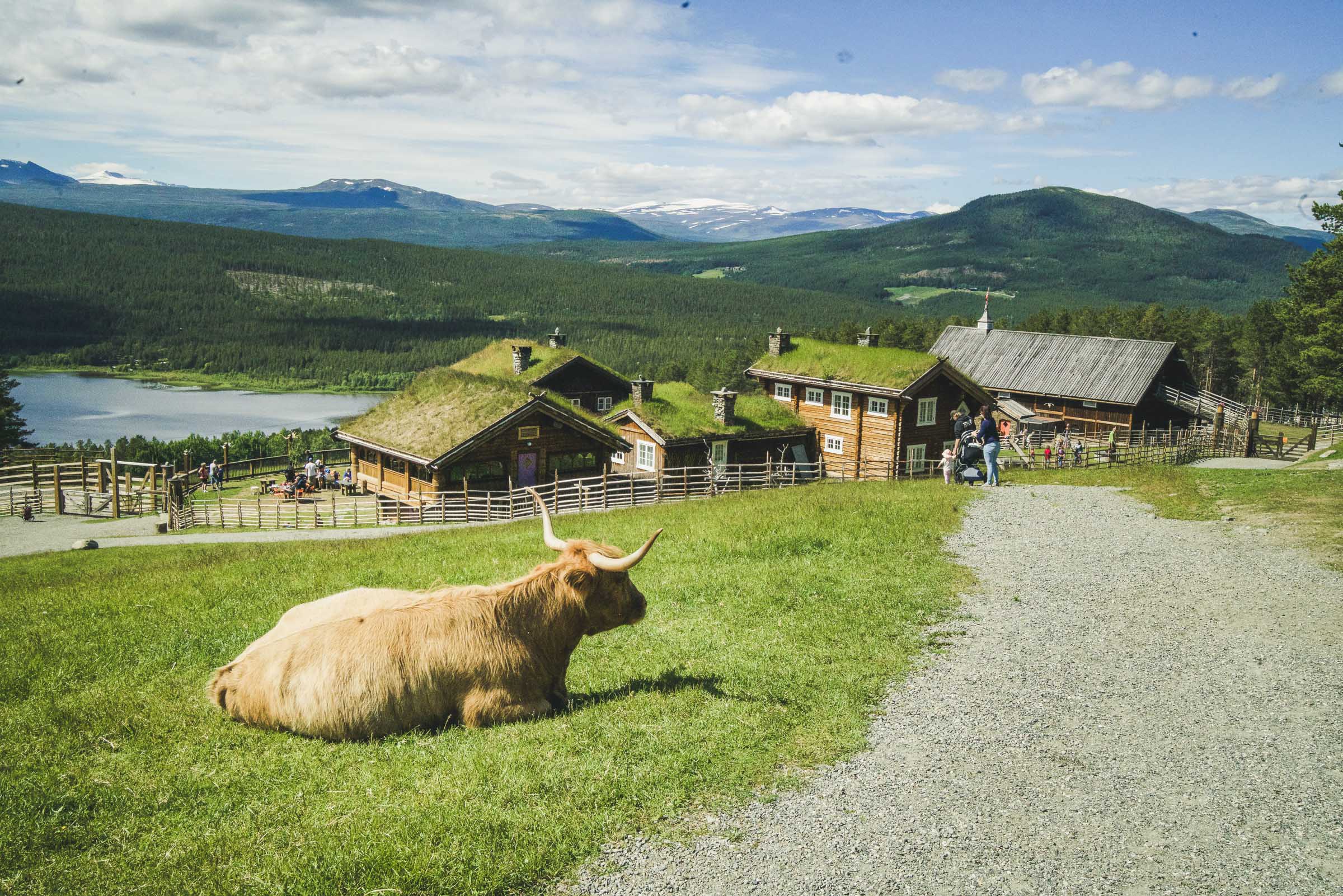 Sjoa and Heidal | Accommodation and activities | Nasjonalparkriket
